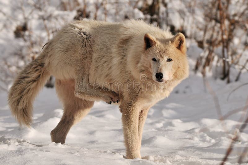 White Timber wolf in snow stock photo. Image of refuge - 22890002