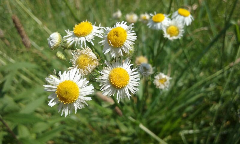 White tiny daisies stock photo. Image of plant, flower - 77993594