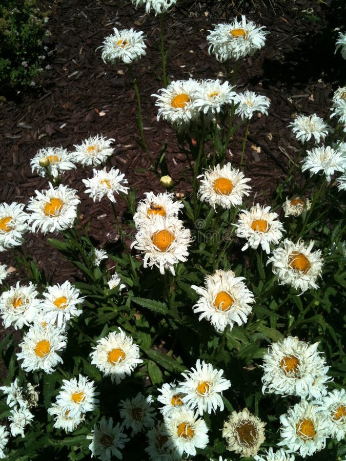 White tiny daisy stock image. Image of close, tiny, white - 77993587