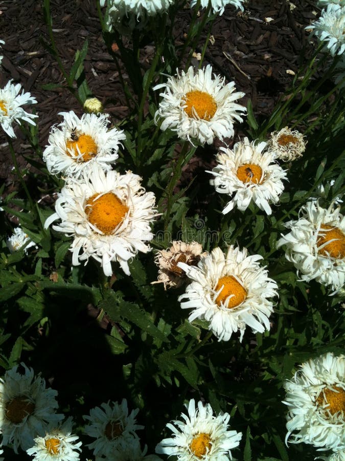 White tiny daisy stock photo. Image of yellow, petal - 77993574