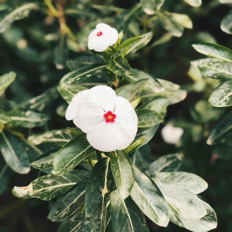 Tiny flower stock photo. Image of white, green, tiny - 108227428