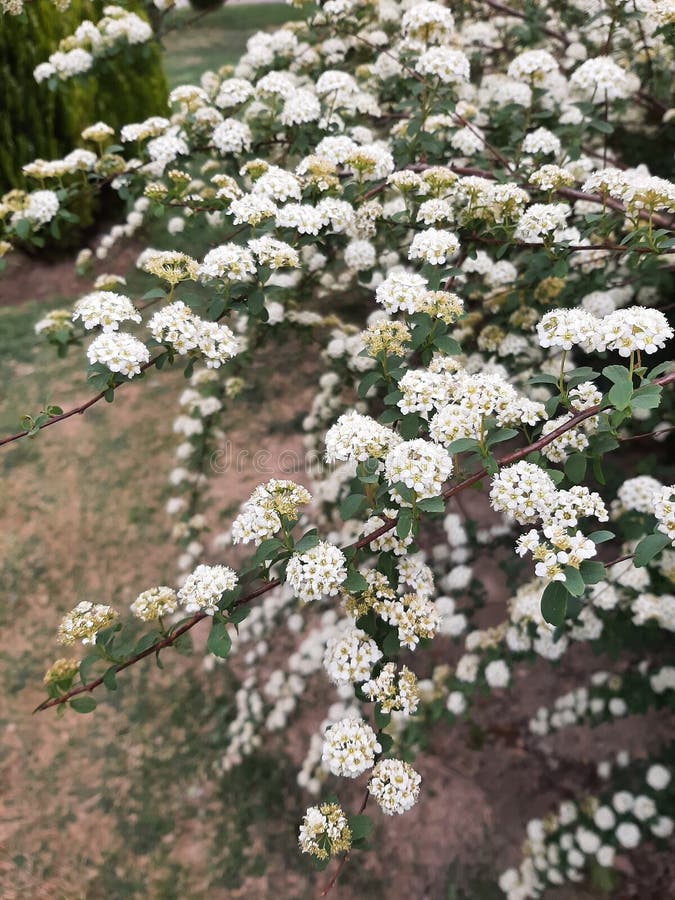 White Tiny Flowers in the Park Land Stock Image - Image of agricultural ...