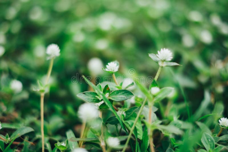 White Tiny Grass Flower Macro Close Up with Twist Bokeh in Background Stock Image - Image of ...