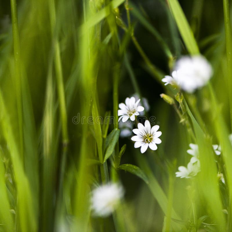 White tiny meadow blossoms stock image. Image of spring - 190688009
