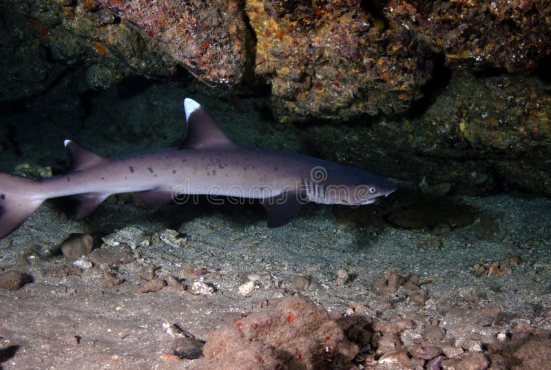 White Tip Reef Shark stock photo. Image of wildlife, shark - 18465776