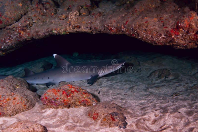 White Tip Reef Shark stock photo. Image of bottom, reef - 60516830