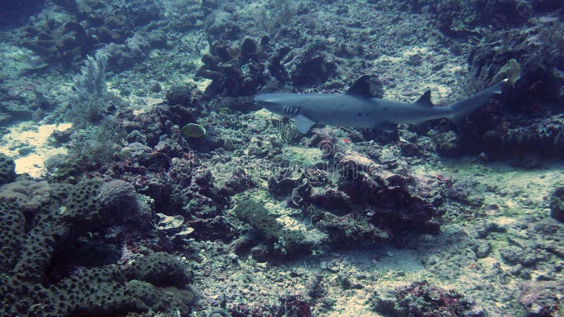 White Tip Reef Shark at Shark Point at Gili Trawangan Stock Photo ...