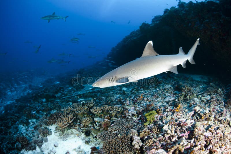 White Tip Reef Shark Triaenodon Obesus Stock Photo - Image of shark ...