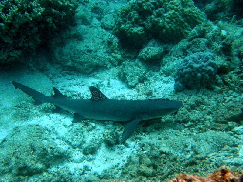 White Tip Reef Sharks Fiji with Remora Stock Photo - Image of coral ...