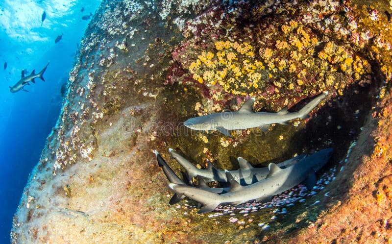 White tip reef sharks stock photo. Image of predator - 73167904