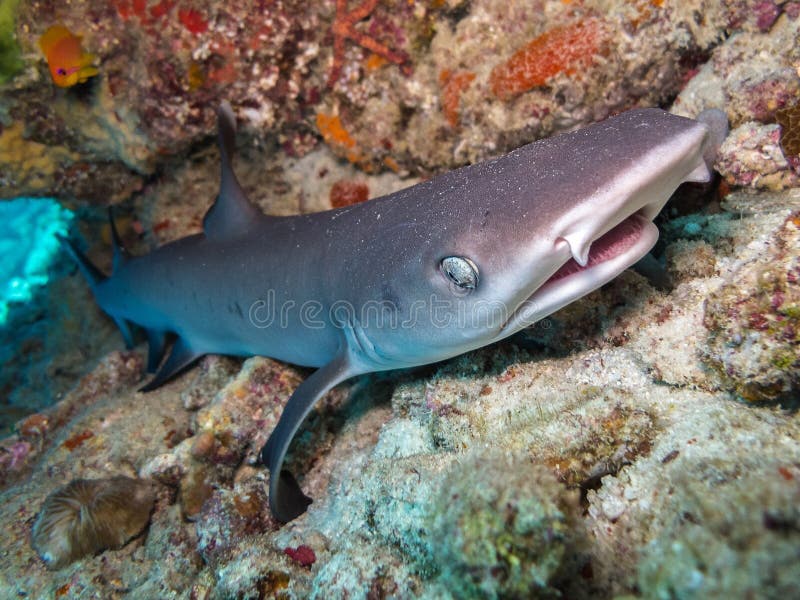 White tip shark stock photo. Image of tropical, dive - 80208906