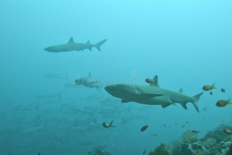 White tip Shark stock photo. Image of grey, pain, blue - 34107844