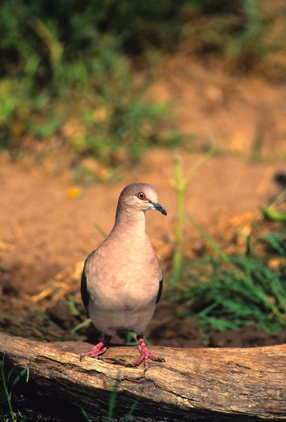 White-tipped Dove on Log stock photo. Image of wildlife - 10072618