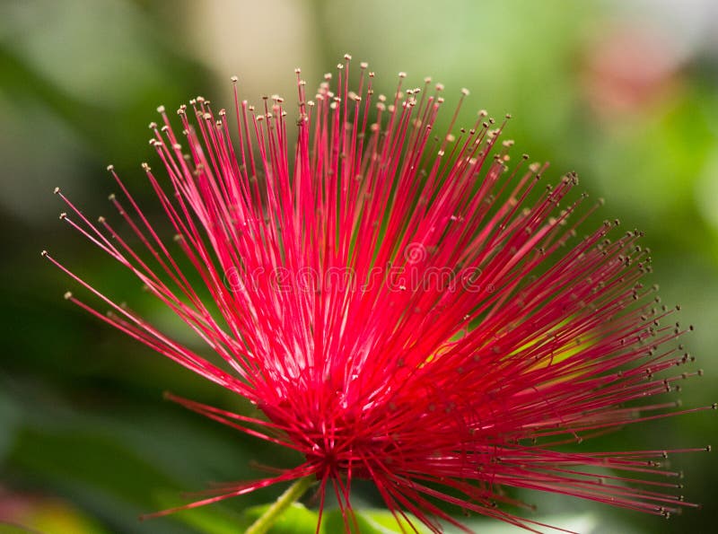 White Tipped Red Spiked Flower Stock Photos - Free & Royalty-Free Stock ...