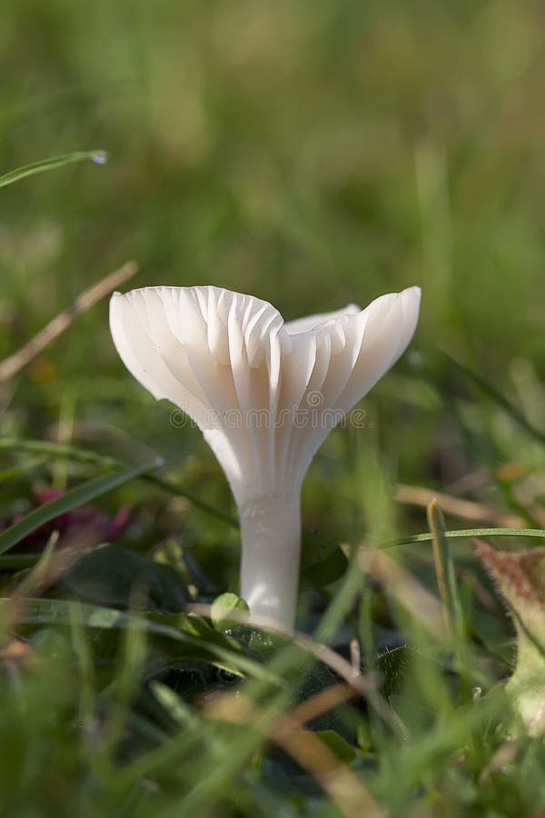 White Toadstool stock photo. Image of grean, fungus, fungi - 22296454