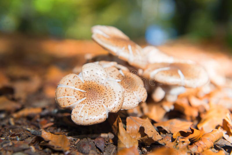 White toadstool stock image. Image of stalk, moss, foliage - 35099179