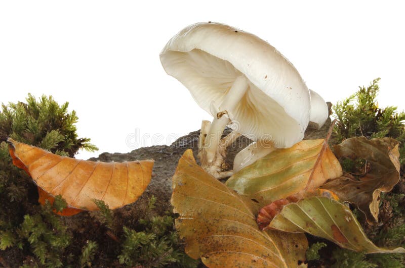 White toadstool stock image. Image of stalk, moss, foliage - 35099179
