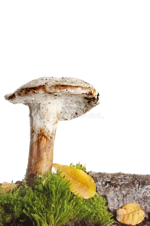 White toadstool stock image. Image of stalk, moss, foliage - 35099179