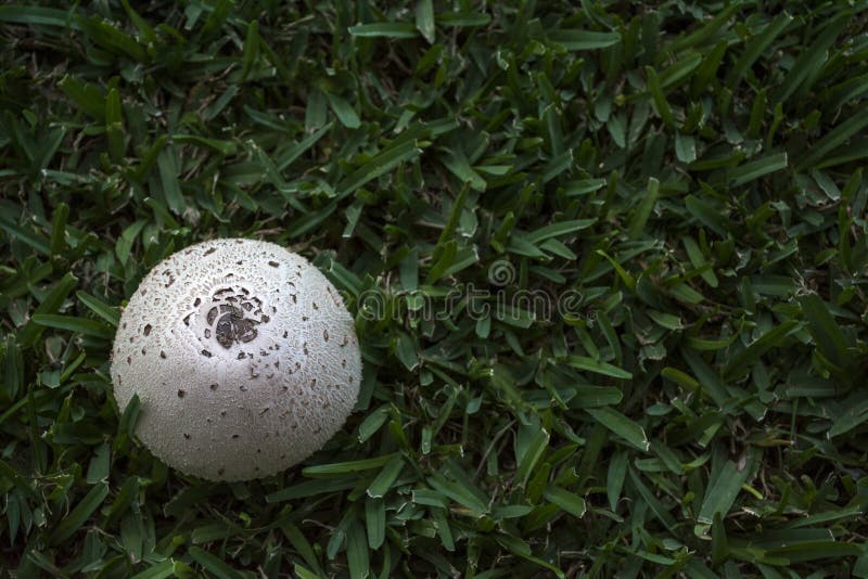 White Toadstool on the Grass Stock Image - Image of nature, grass: 80375375