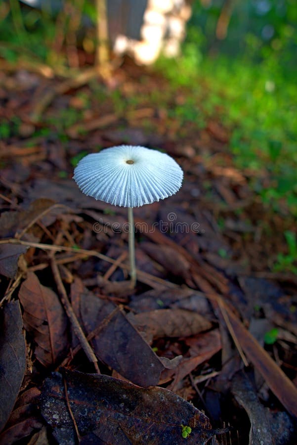 White Toadstool Trees Growing among the Dry Leaves Stock Photo - Image ...