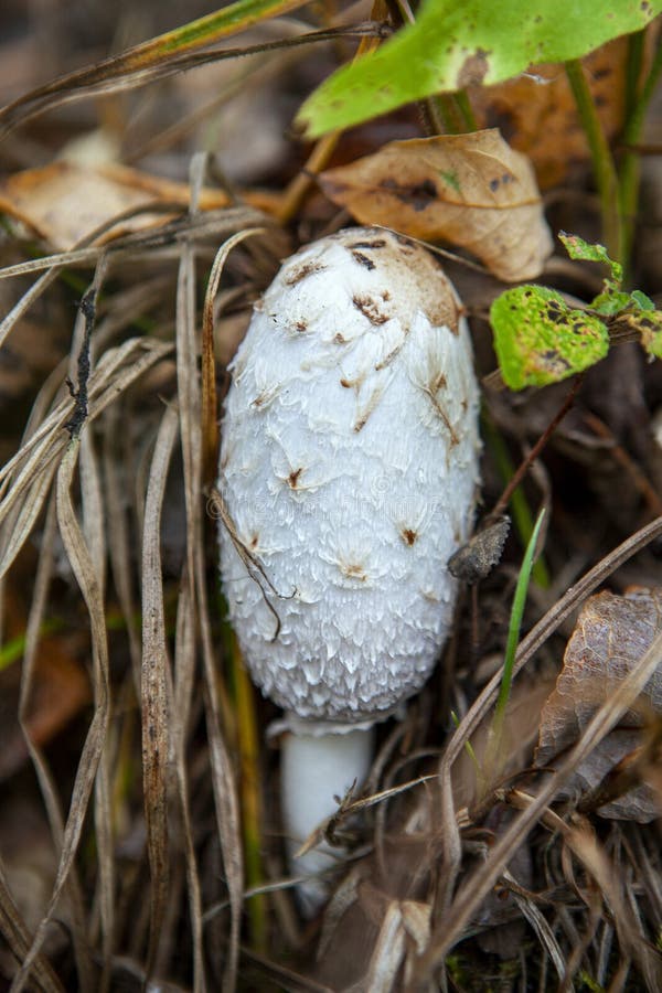 White toadstool stock image. Image of ground, nature - 215066761