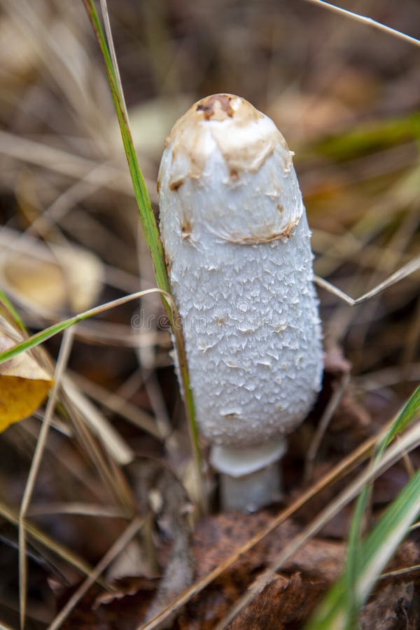 White toadstool stock image. Image of detail, fall, moss - 215624059