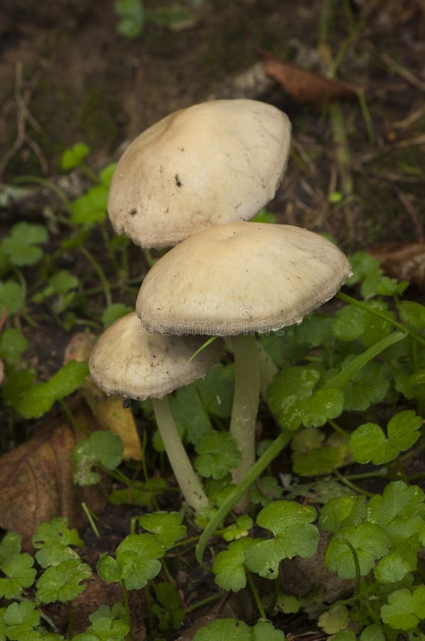 Row of White Toadstools in Autumn Stock Photo - Image of mushrooms ...