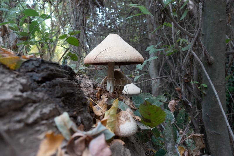 White wild Toadstools stock photo. Image of beauty, poisonous - 303496270