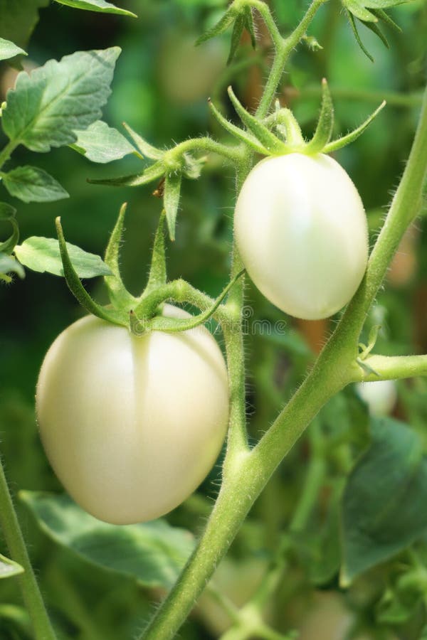 White Tomatoes at Tree, Agriculture Stock Photo - Image of gardening ...