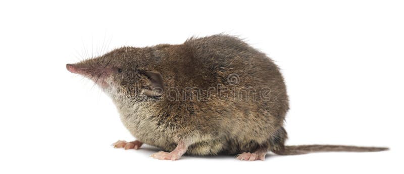 White-toothed Shrew, Isolated Stock Photo - Image of animal, shot: 34777086