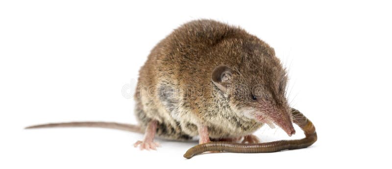 White-toothed Shrew, Isolated Stock Photo - Image of animal, shot: 34777086