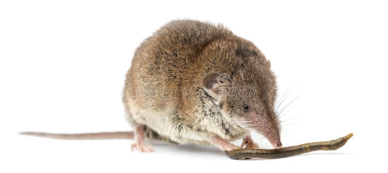 White-toothed Shrew Eating an Earthworm, Stock Image - Image of ...
