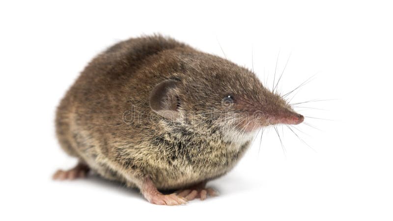 White-toothed Shrew, Isolated Stock Photo - Image of isolated, wild ...