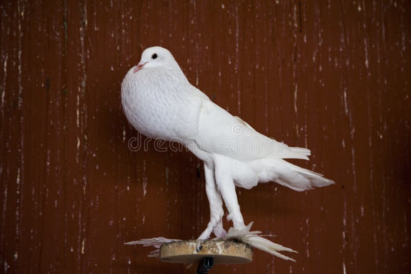 Two White English Poter Pigeon Standing Stock Photo - Image of dovecote ...