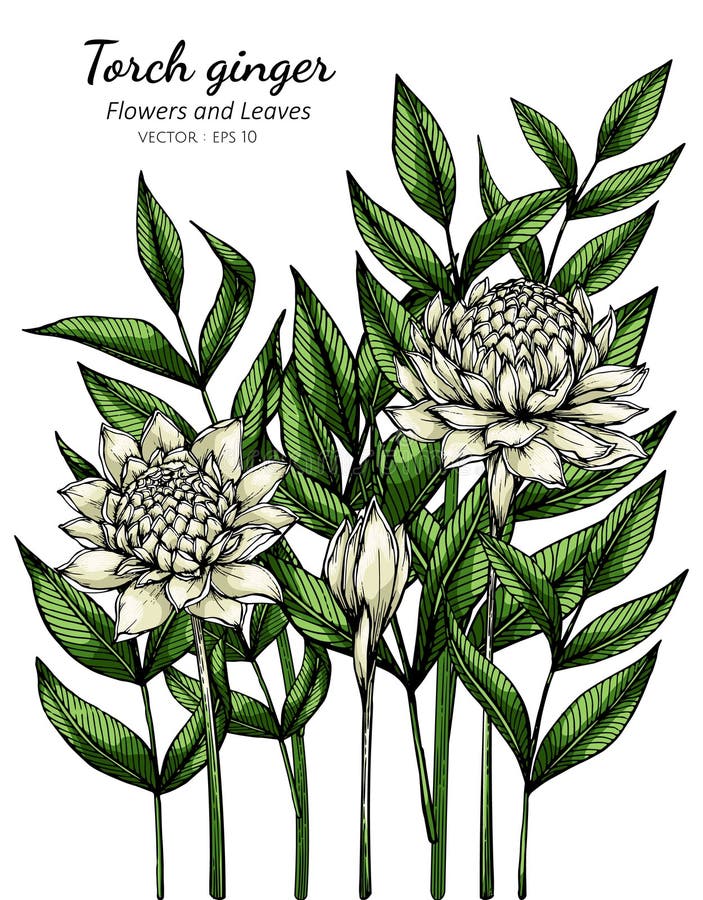 Torch Ginger Leaf Drawing and Sketch. Stock Vector - Illustration of ...