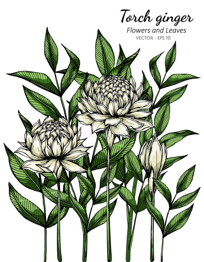 Torch Ginger Leaf Drawing and Sketch. Stock Vector - Illustration of ...