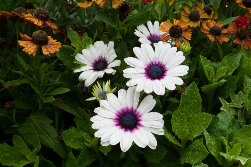 White Trailing Daisy on a Rainy Day Stock Photo - Image of leaves ...