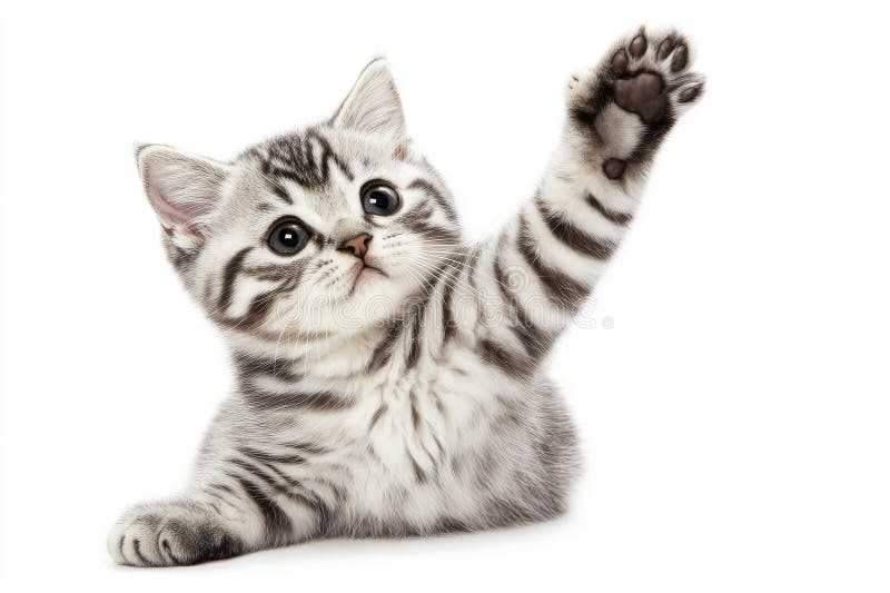 White Transparent Background Cat Playing Hunting Stock Photos - Free ...
