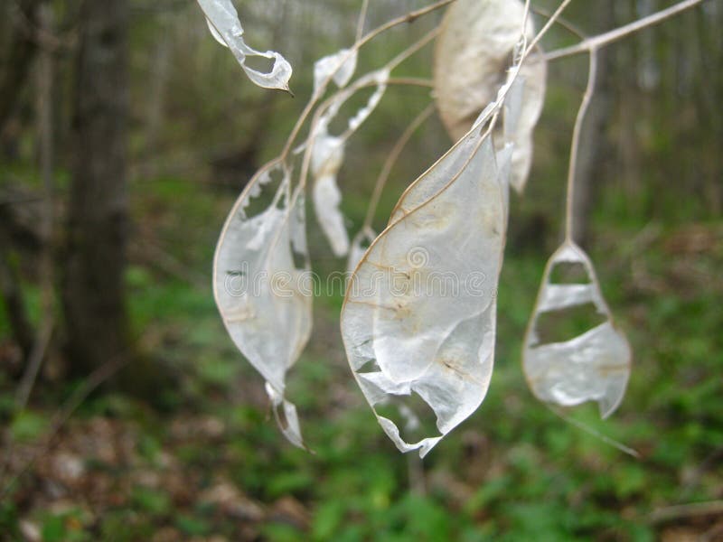 White, Transparent Leaves, Weird Shapes and Textures. Stock Image ...