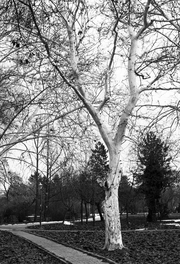 White tree stock photo. Image of trees, black, park, urban - 37874252