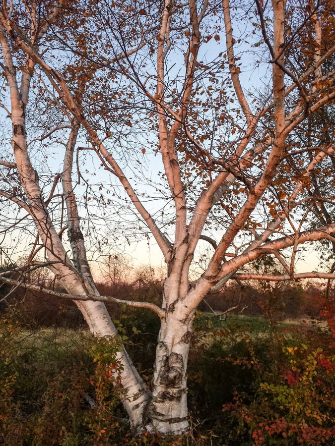 White tree stock image. Image of white, outdoors, trees - 46825289
