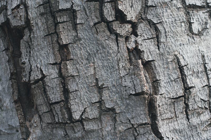 White tree bark stock photo. Image of trunk, textured - 262472900