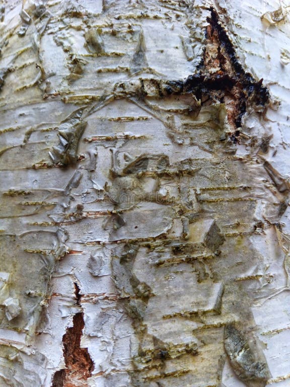 White Tree Bark Texture. Background Nature. Abstract Nature. Stock ...
