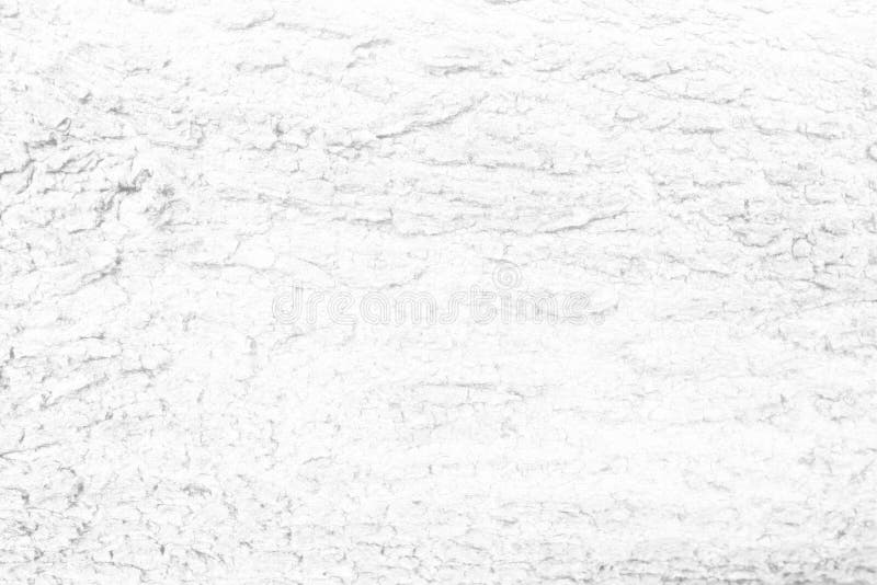 White Tree Bark Texture Background. Stock Image - Image of tree, macro ...