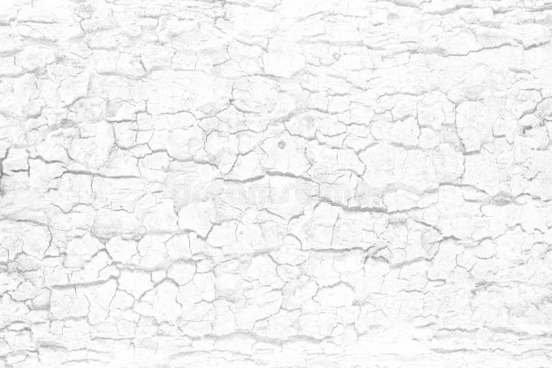 White Tree Bark Texture Background. Stock Image - Image of birch, bark ...
