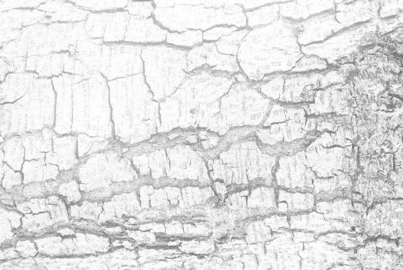 White Tree Bark Texture Background. Stock Photo - Image of tree ...