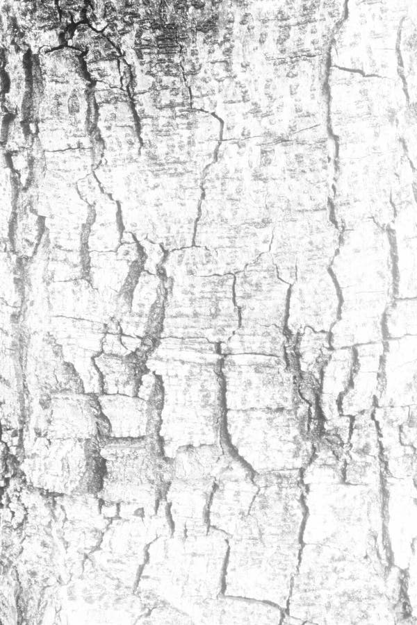 White Tree Bark Texture Background. Stock Image - Image of gray, black ...