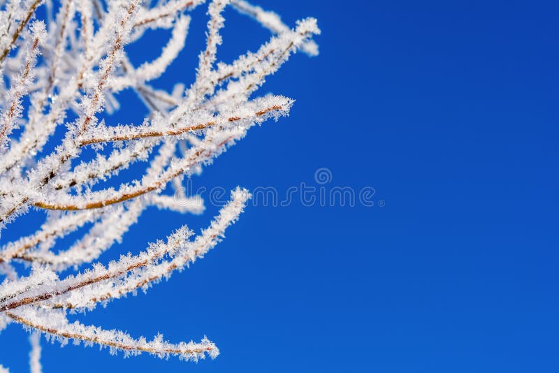 White Tree Branches on the Blue Sky, Copy Space Stock Photo - Image of ...