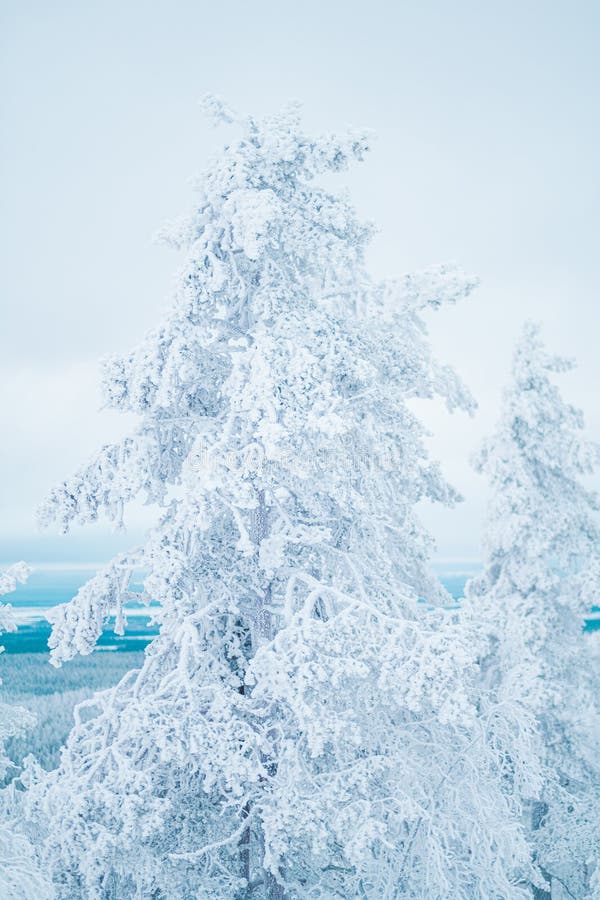 White Tree Covered with Thick Ice and Snow Layer Stock Photo - Image of ...
