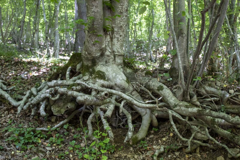 2,457 Tree Deep Roots Stock Photos - Free & Royalty-Free Stock Photos ...